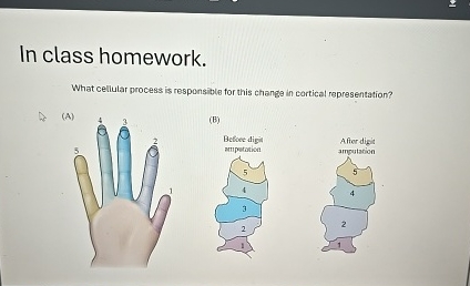 Solved In class homework.What cellular process is | Chegg.com