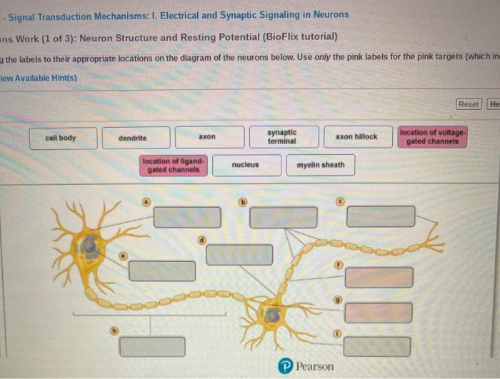 Solved - Signal Transduction Mechanisms: 1. Electrical and | Chegg.com