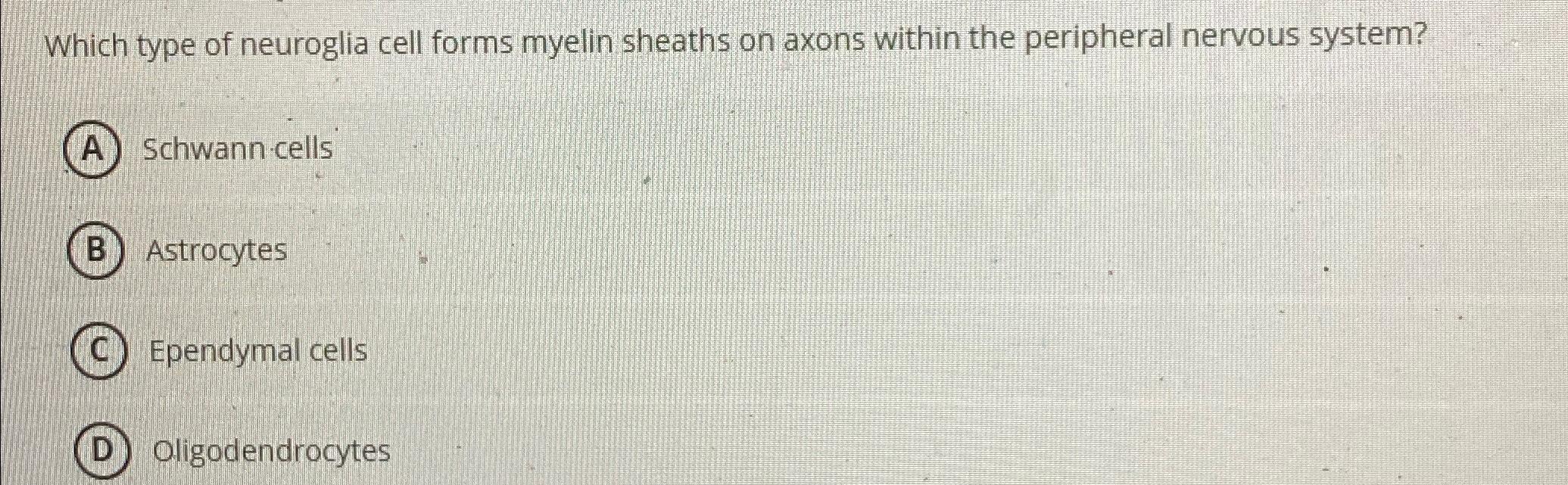 Solved Which type of neuroglia cell forms myelin sheaths on | Chegg.com