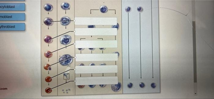 Solved Place the labels on the figure to designate the | Chegg.com