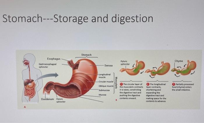 Solved Stomach---Storage and digestion Stomach Esophagus | Chegg.com