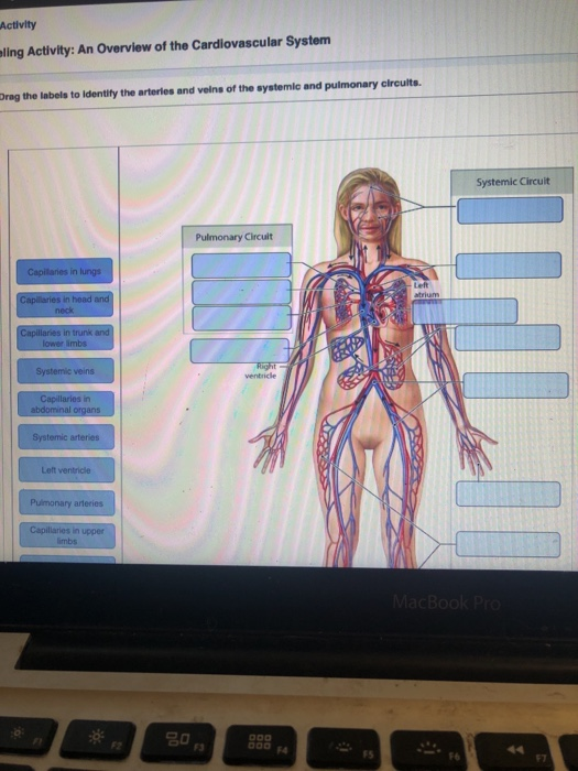 Solved Drag the labels to identify the arteries and veins of | Chegg.com