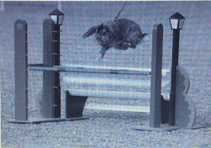 Solved Here is a rabbit jumping over a rabbit sized fence. | Chegg.com
