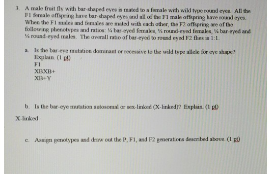 Solved 3. A male fruit fly with bar-shaped eyes is mated to | Chegg.com