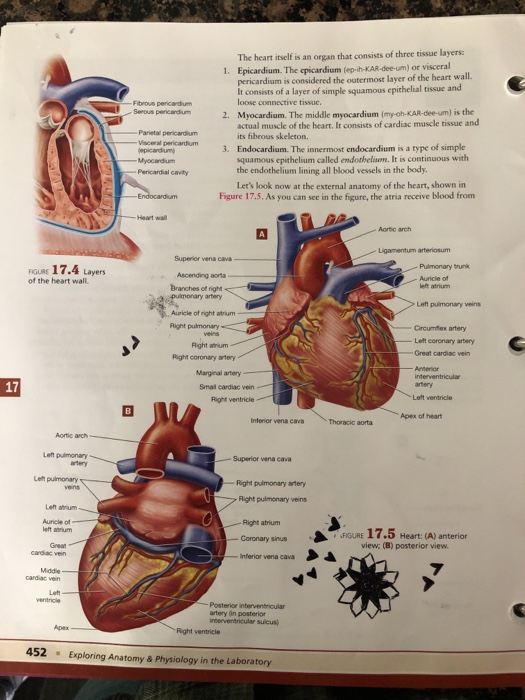 Solved Pre-Lab Exercise 17-4 Pathway of Blood Flow through | Chegg.com