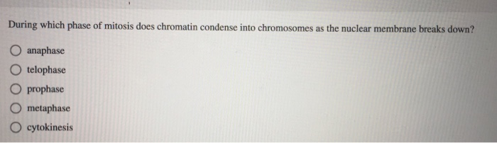 Solved During which phase of mitosis does chromatin condense | Chegg.com