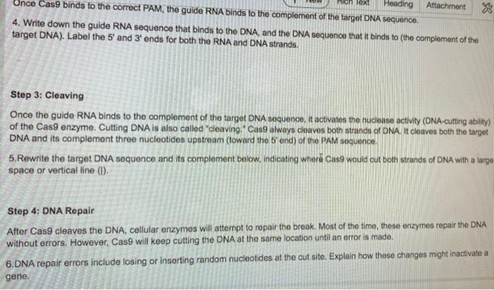 Solved Heading Attachment X Once Cas9 binds to the correct | Chegg.com