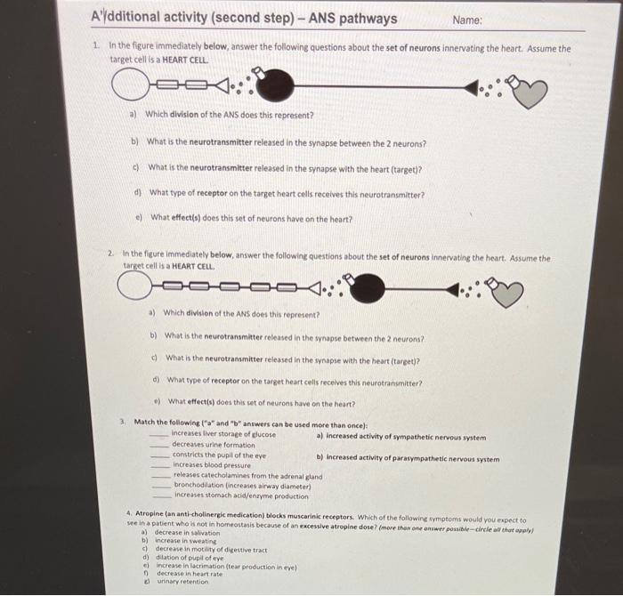 Solved Additional activity (second step) - ANS pathways | Chegg.com