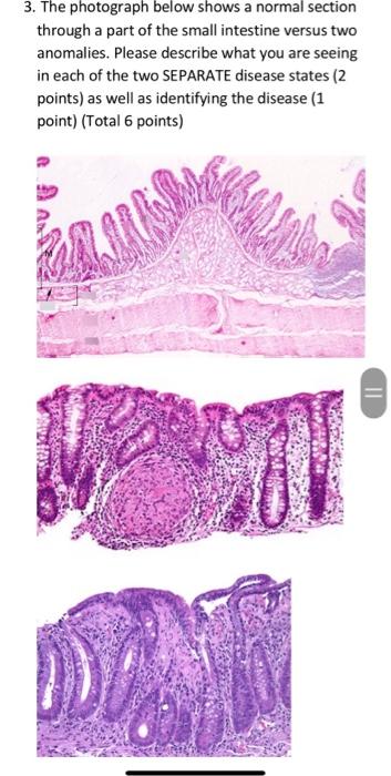 Solved 3. The photograph below shows a normal section | Chegg.com