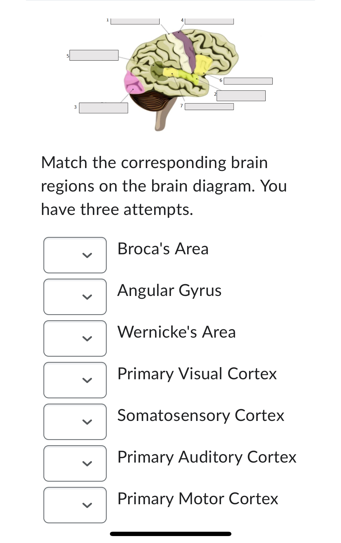 Solved Match the corresponding brain regions on the brain | Chegg.com