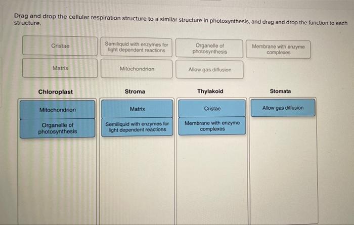Solved Drag and drop the cellular respiration structure to a | Chegg.com