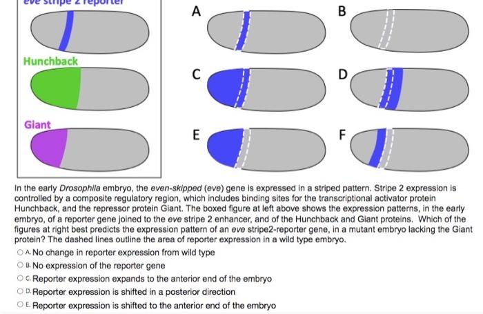 Solved A B Hunchback C D Giant B E F In the early Drosophila | Chegg.com
