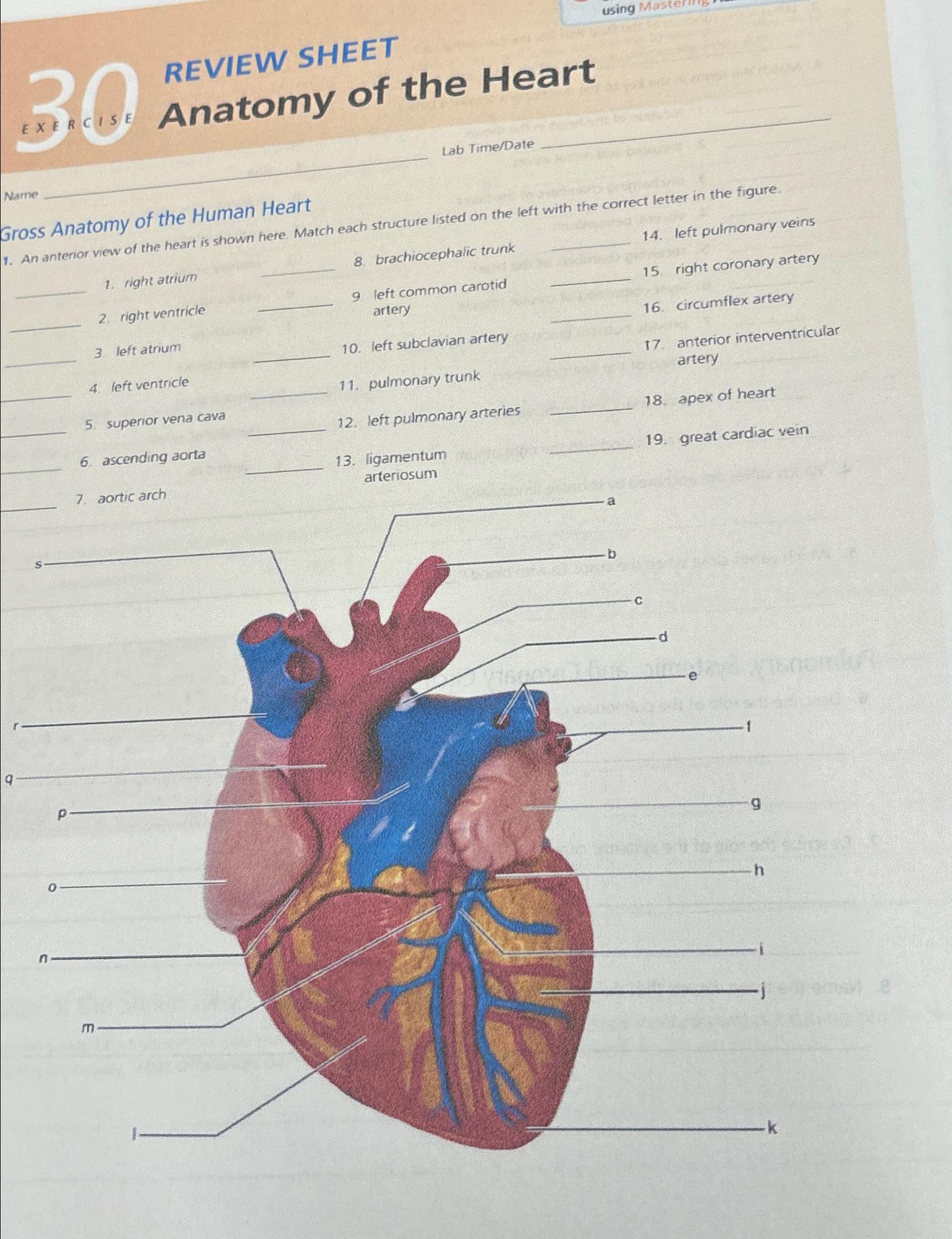 Solved REVIEW SHEETExERC15E ﻿Anatomy of the HeartLab | Chegg.com