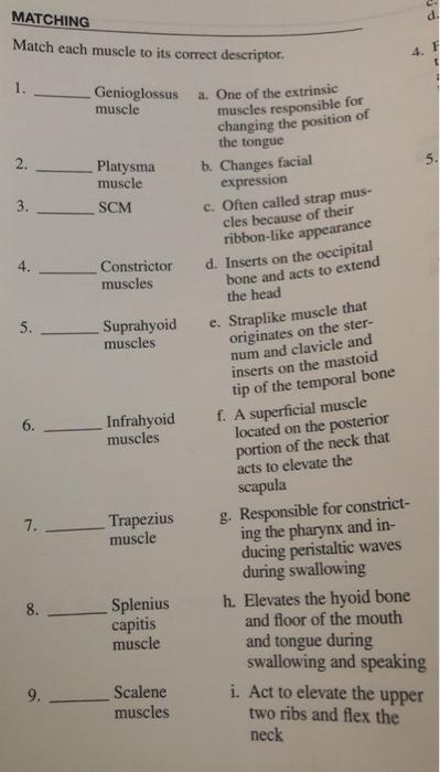 Solved d. MATCHING Match each muscle to its correct | Chegg.com