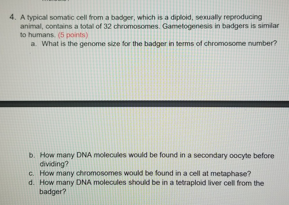 Solved 4. A typical somatic cell from a badger, which is a | Chegg.com