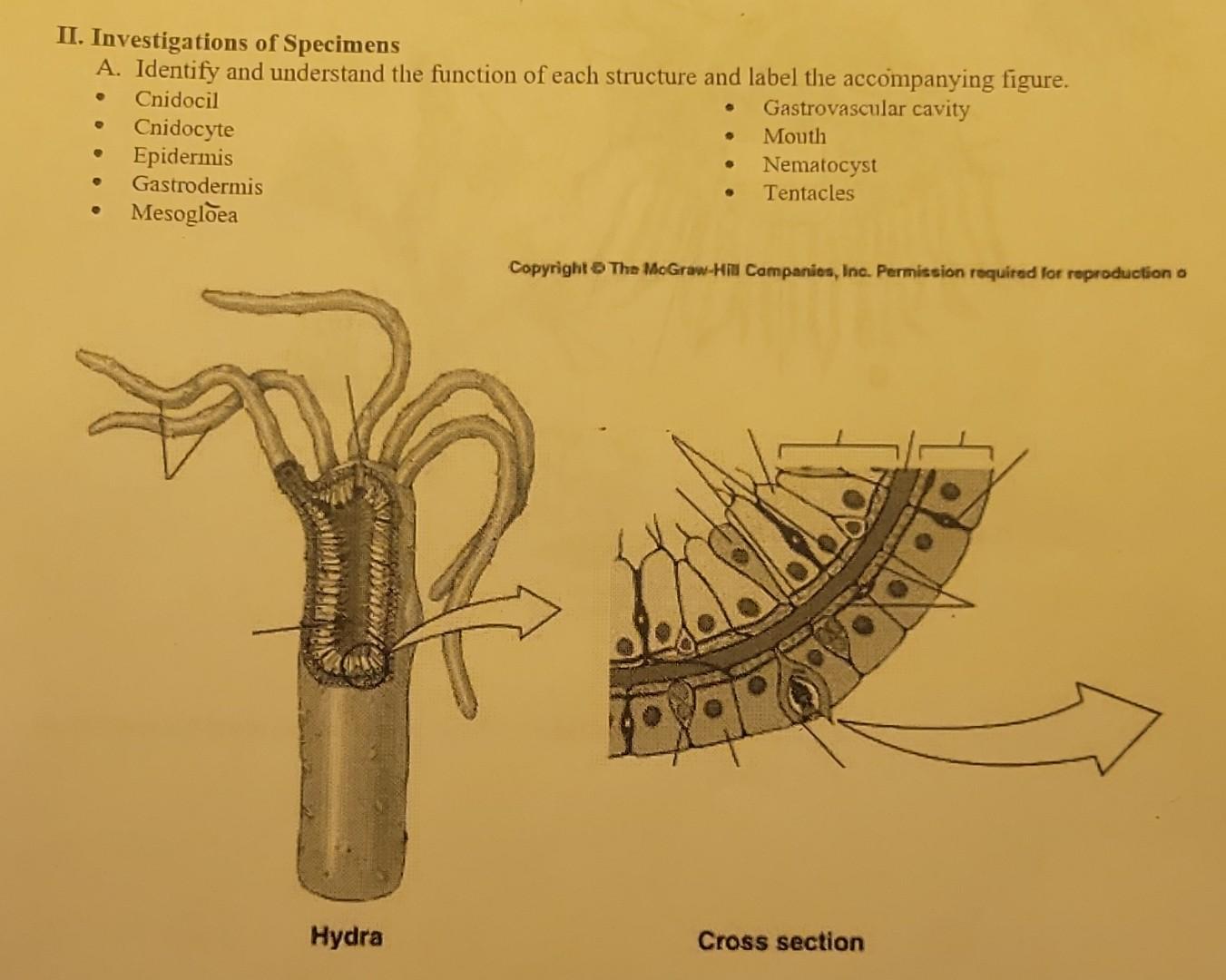 Solved II. Investigations of Specimens A. Identify and | Chegg.com