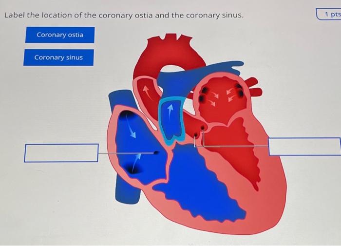 Solved Label the location of the coronary ostia and the | Chegg.com