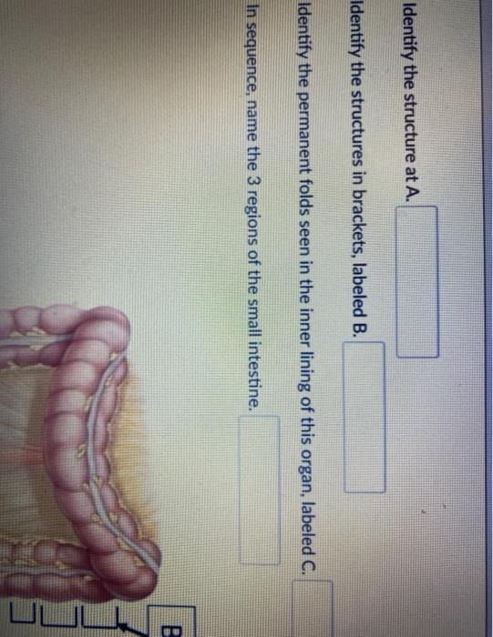 Solved Identify the structure at A. Identify the structures | Chegg.com