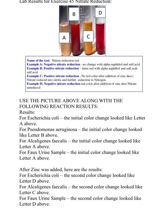 Solved Nitrate Reduction Your Results and Observations | Chegg.com