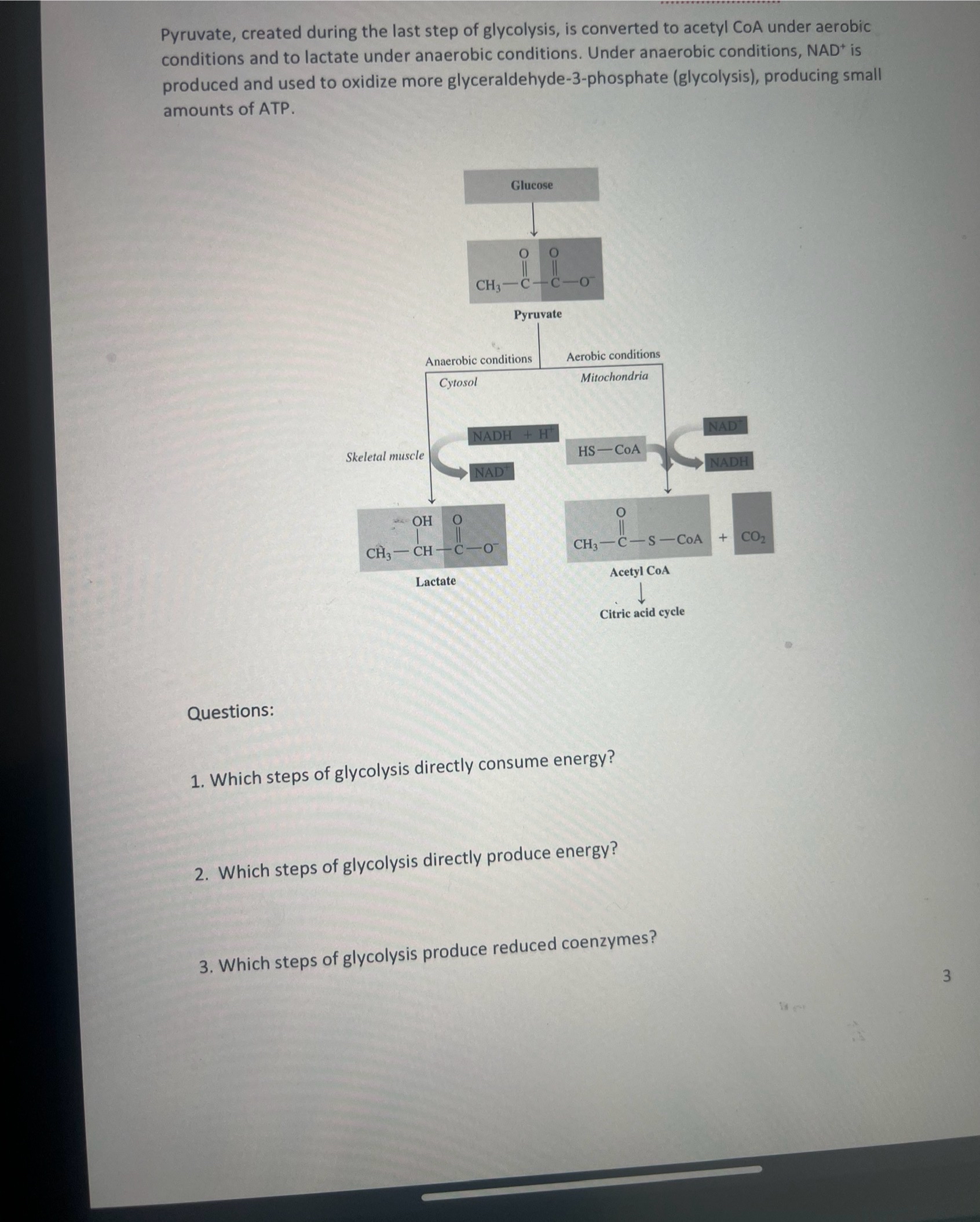 Solved Pyruvate, created during the last step of glycolysis, | Chegg.com