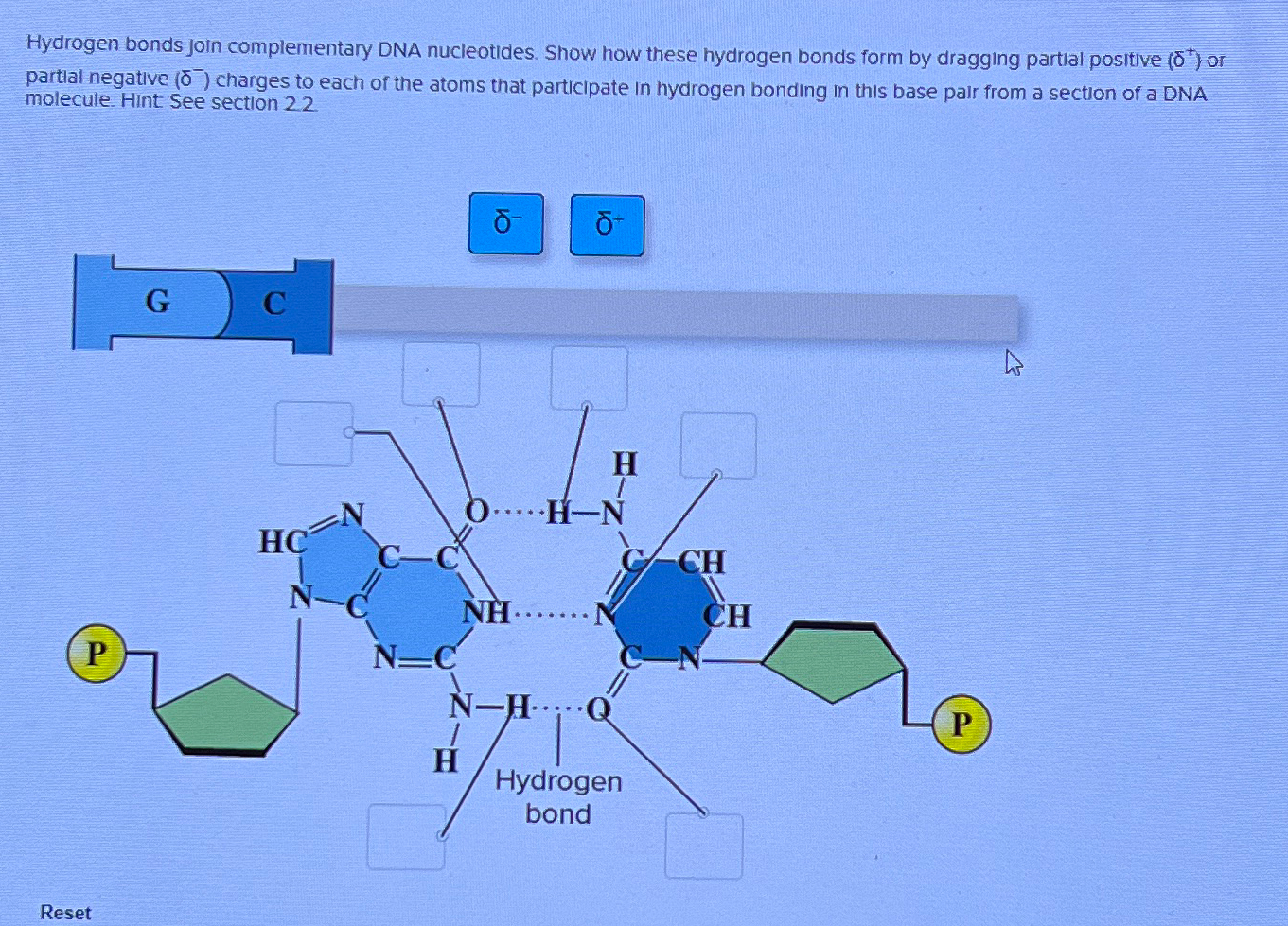 Solved Hydrogen bonds join complementary DNA nucleotides. | Chegg.com