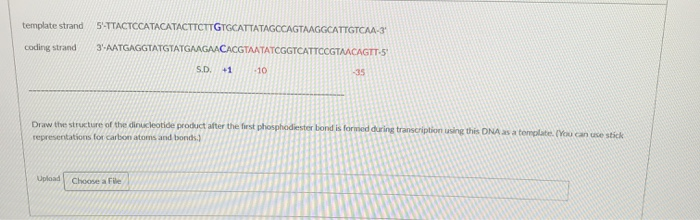 Solved Nucleic acids. Draw the atomic structure of an A U | Chegg.com