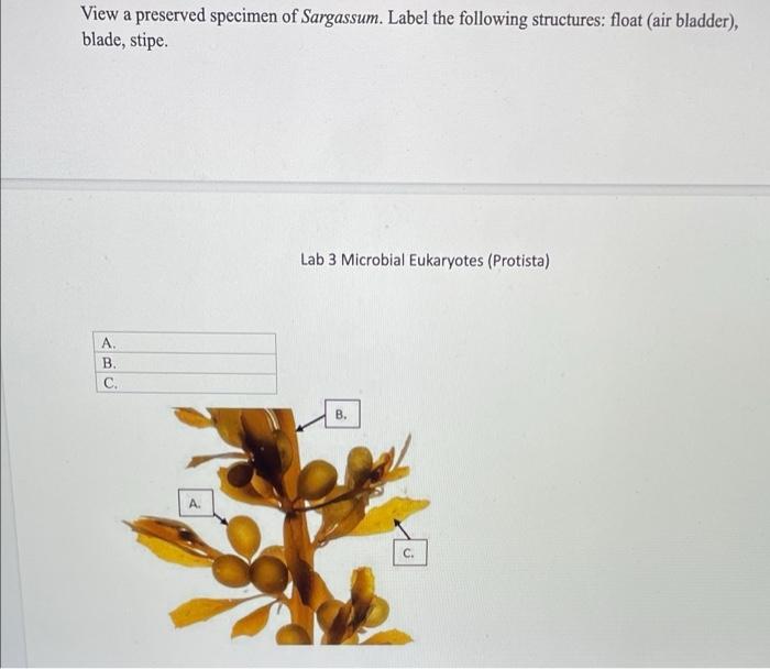 Solved View a preserved specimen of Sargassum. Label the | Chegg.com