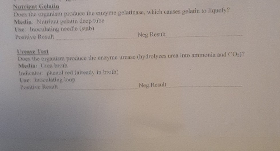 Solved Nutrient Gelatin Does the organism produce the enzyme | Chegg.com