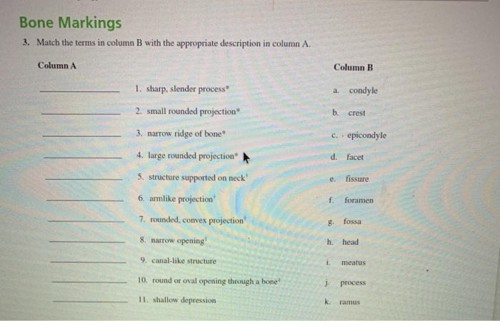 Solved Bone Markings 3. Match the terms in column B with the | Chegg.com