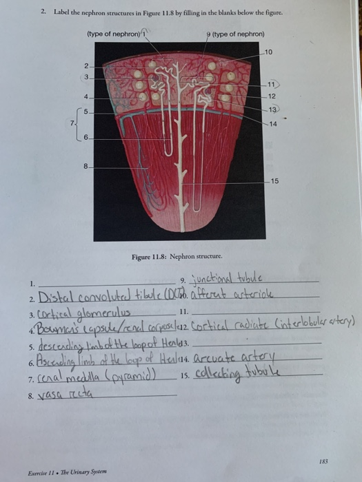 Solved 2. Label the nephron structures in Figure 11.8 by | Chegg.com