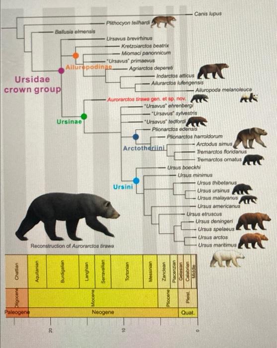 Both Plithocyon teilhardi and Ballusia elmensis are | Chegg.com