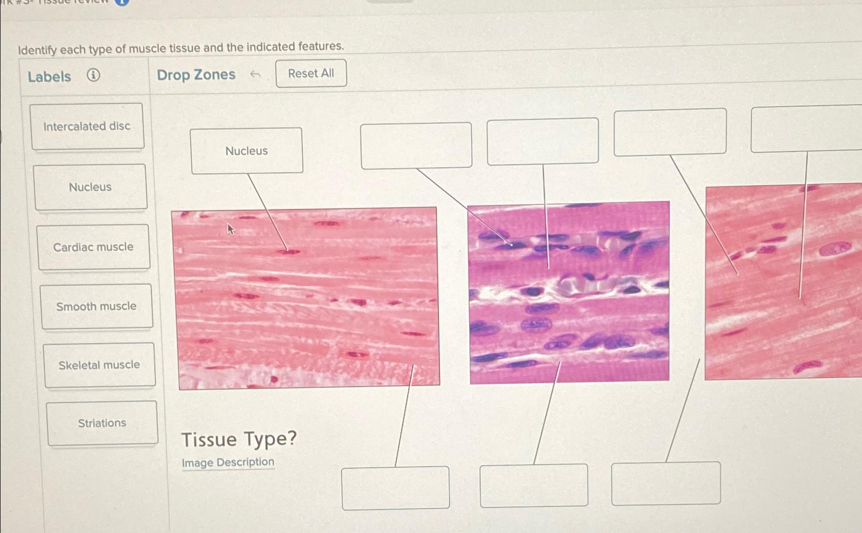 Solved Identify each type of muscle tissue and the indicated | Chegg.com