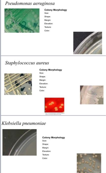 Solved Pseudomonas aeruginosa Colony Morphology Size: Shape: | Chegg.com