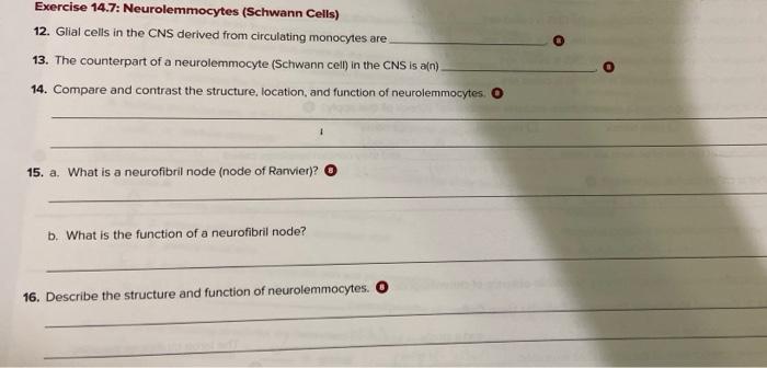 Solved Exercise 14.7: Neurolemmocytes (Schwann Cells) 12. | Chegg.com