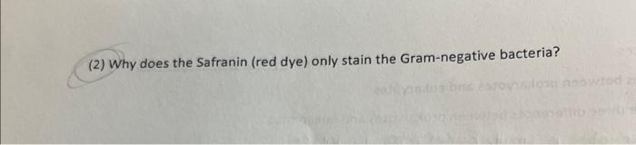 Solved (2) Why does the Safranin (red dye) only stain the | Chegg.com