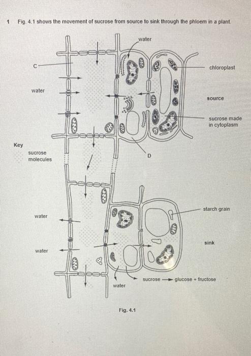 Solved 1 Fig. 4.1 shows the movement of sucrose from source | Chegg.com