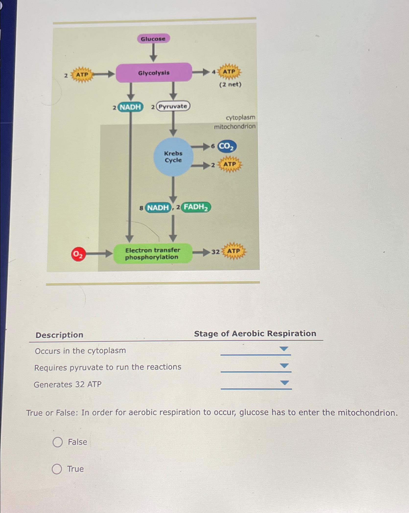Solved DescriptionStage of Aerobic RespirationOccurs in the | Chegg.com