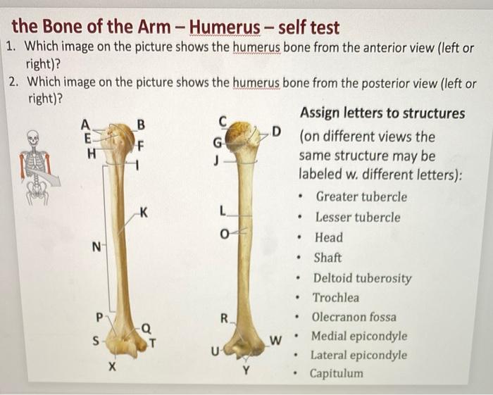 Difference Between Right And Left Humerus