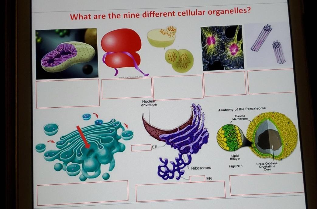 Solved What are the nine different cellular organelles? | Chegg.com