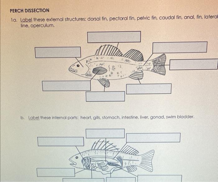Solved PERCH DISSECTION la. Label these external structures: | Chegg.com