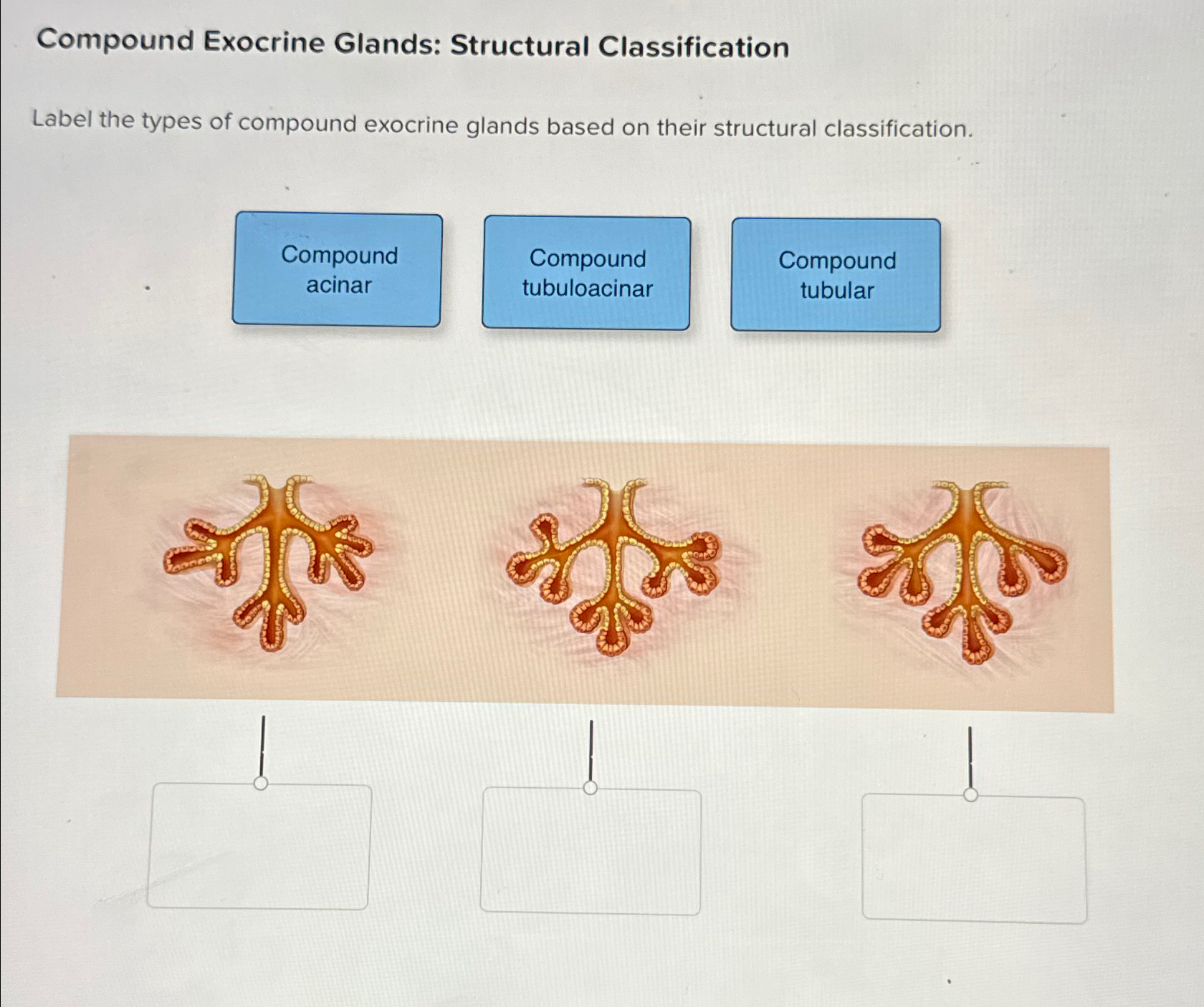 Solved Compound Exocrine Glands: Structural | Chegg.com