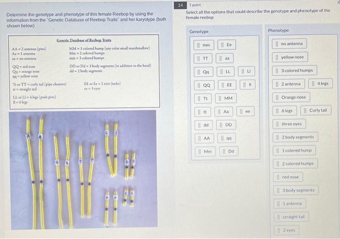 which would be female vs male reebop of genotype and | Chegg.com