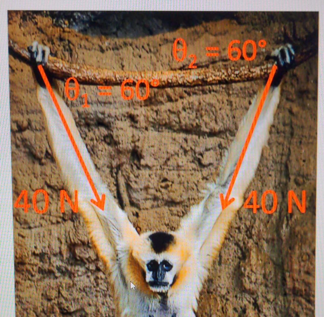 Solved the gibbon in the picture is hanging from a branch, | Chegg.com