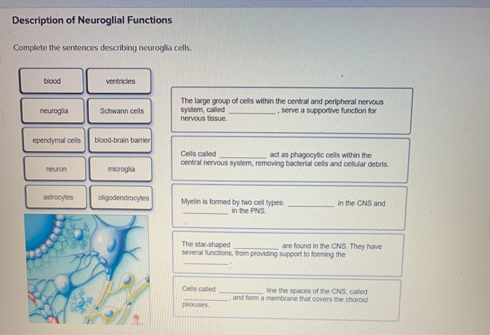 Solved Description of Neuroglial Functions Complete the | Chegg.com