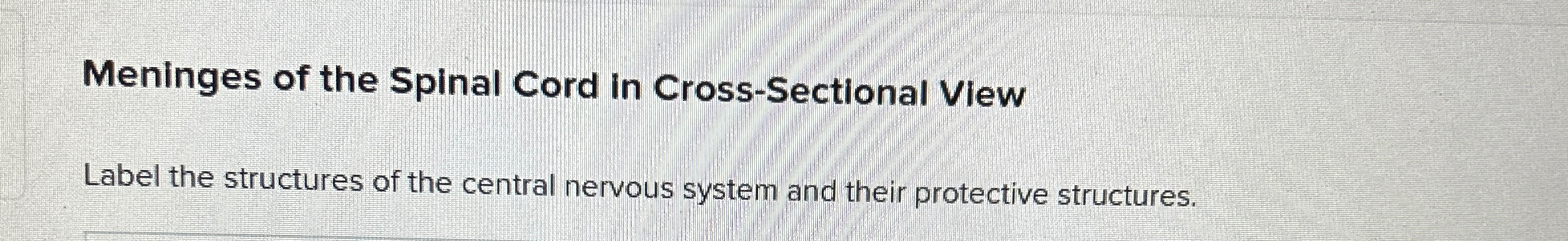 Solved Meninges of the Spinal Cord in Cross-Sectional | Chegg.com