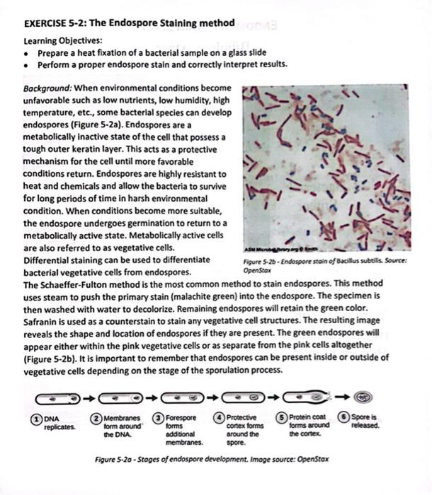 EXERCISE 5-1: Acid-Fast staining method Learning | Chegg.com