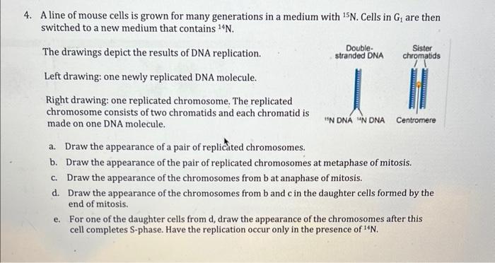 Solved 4. A line of mouse cells is grown for many | Chegg.com