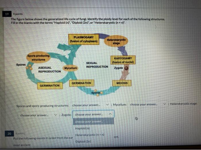 Solved the figure below shows the generalized life cycle of | Chegg.com