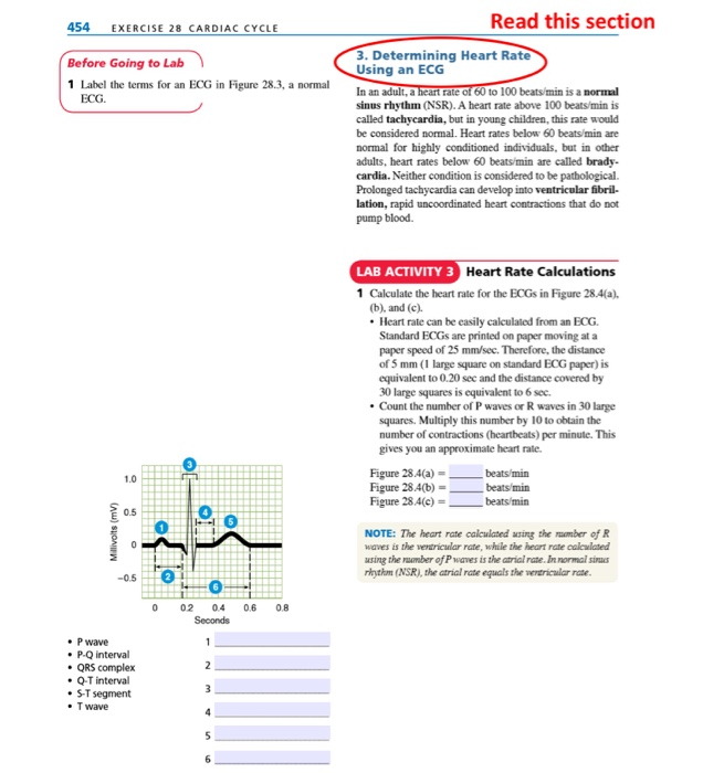 Solved 454 Read this section EXERCISE 28 CARDIAC CYCLE | Chegg.com