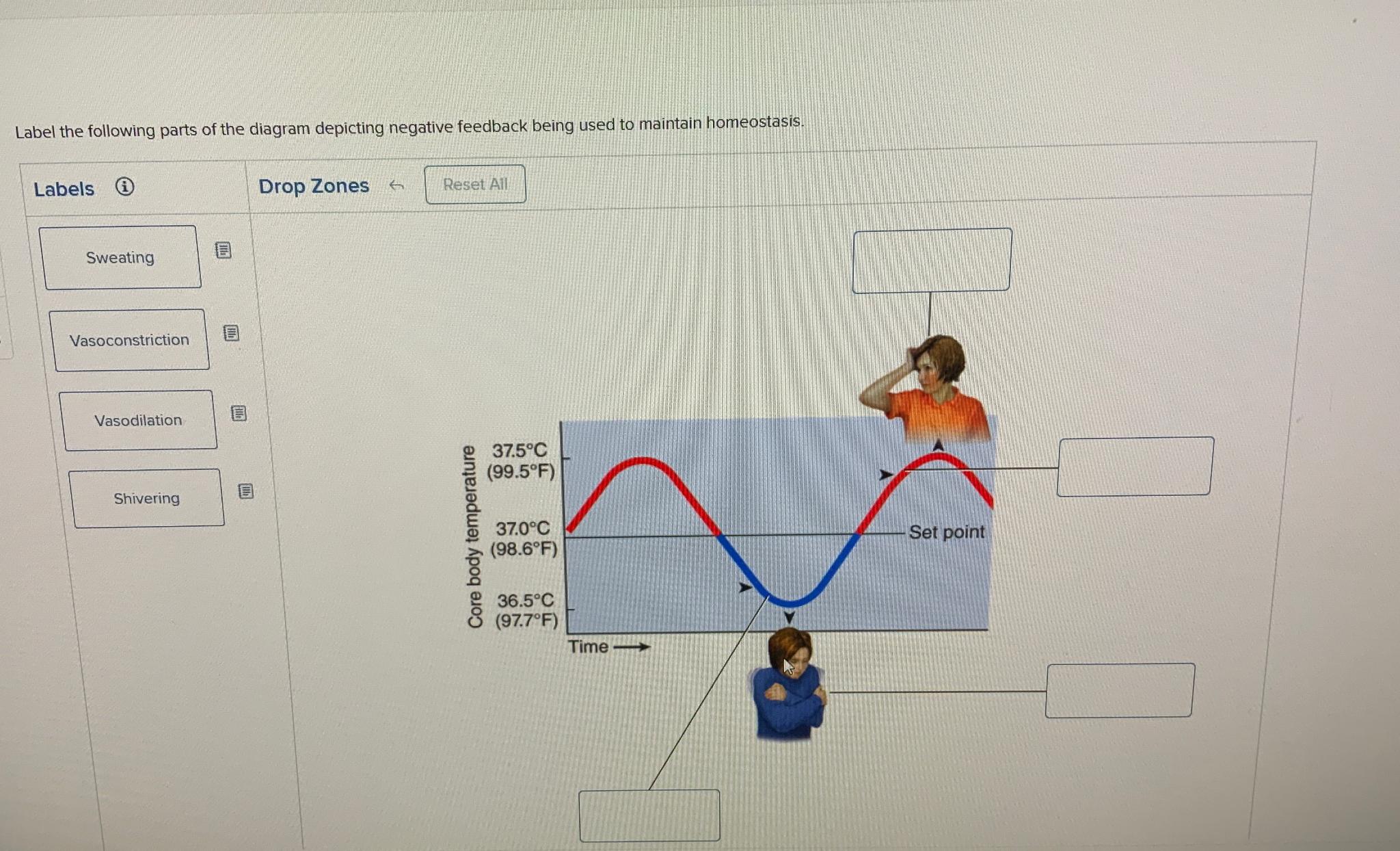 Solved Label the following parts of the diagram depicting | Chegg.com Solved Label the following parts of the diagram depicting | Chegg.com